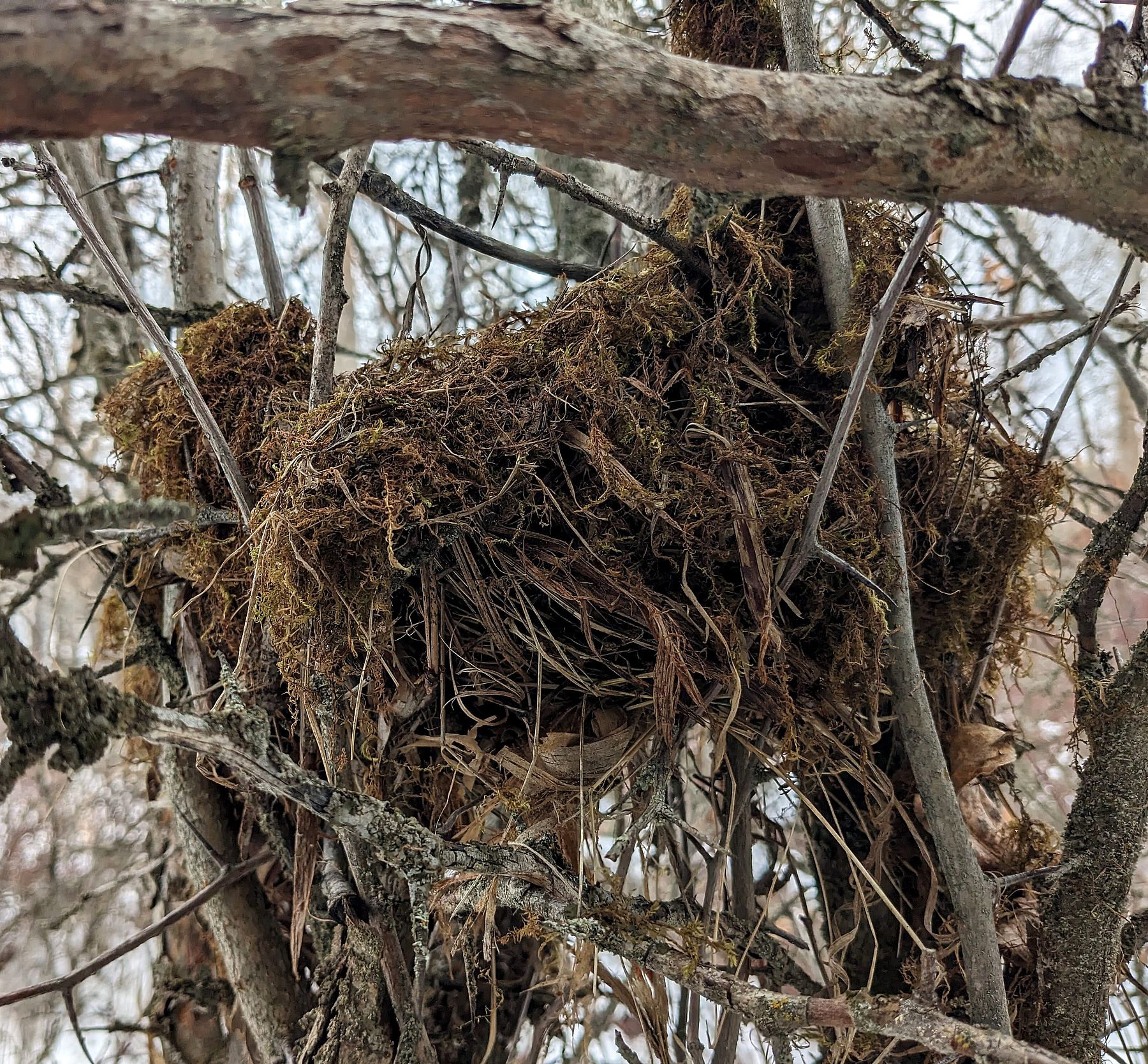A mossy mystery nest in the hawthorn - Wild With Nature