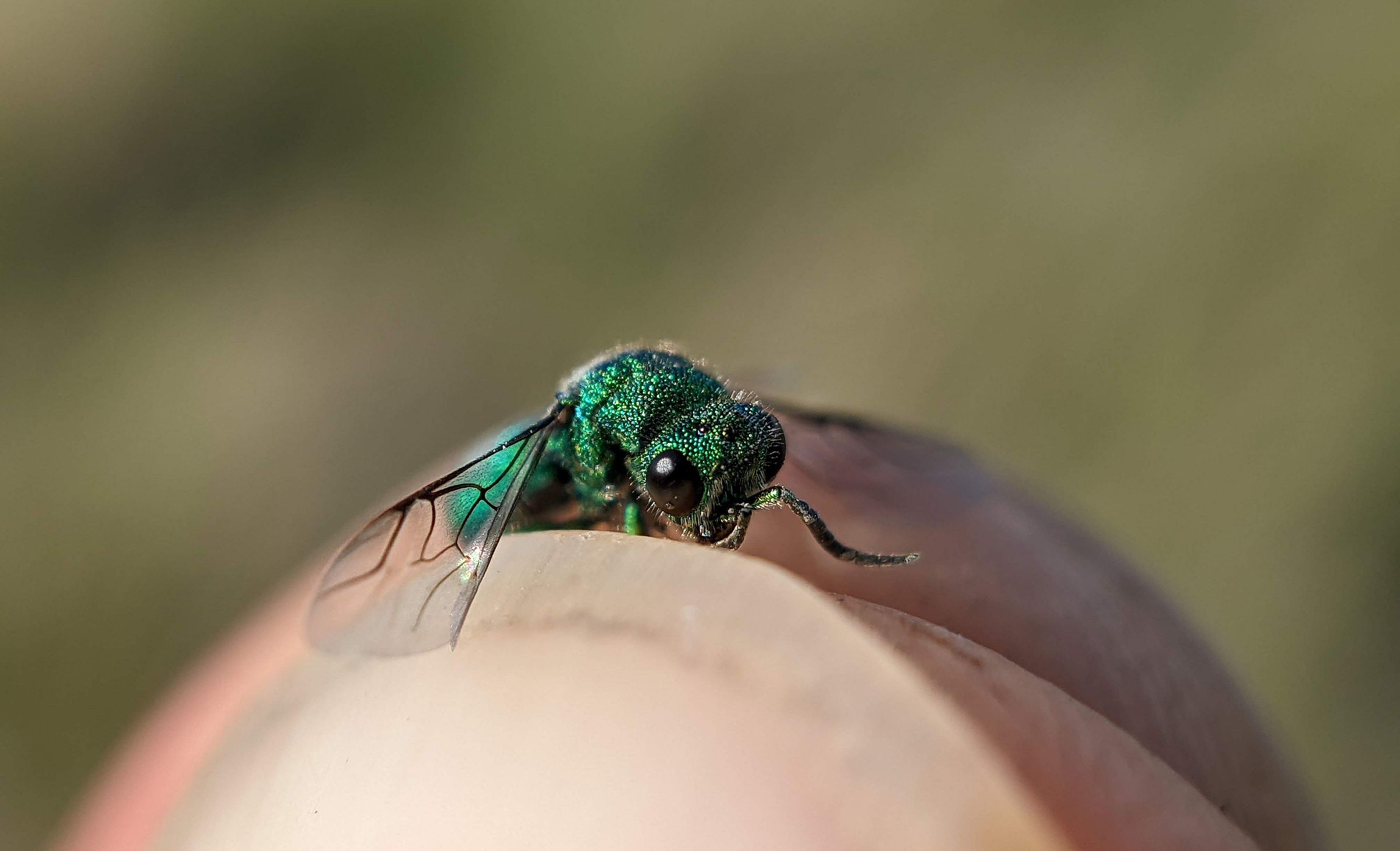 Bizarre and vibrant: getting to know Montana's cuckoo wasps