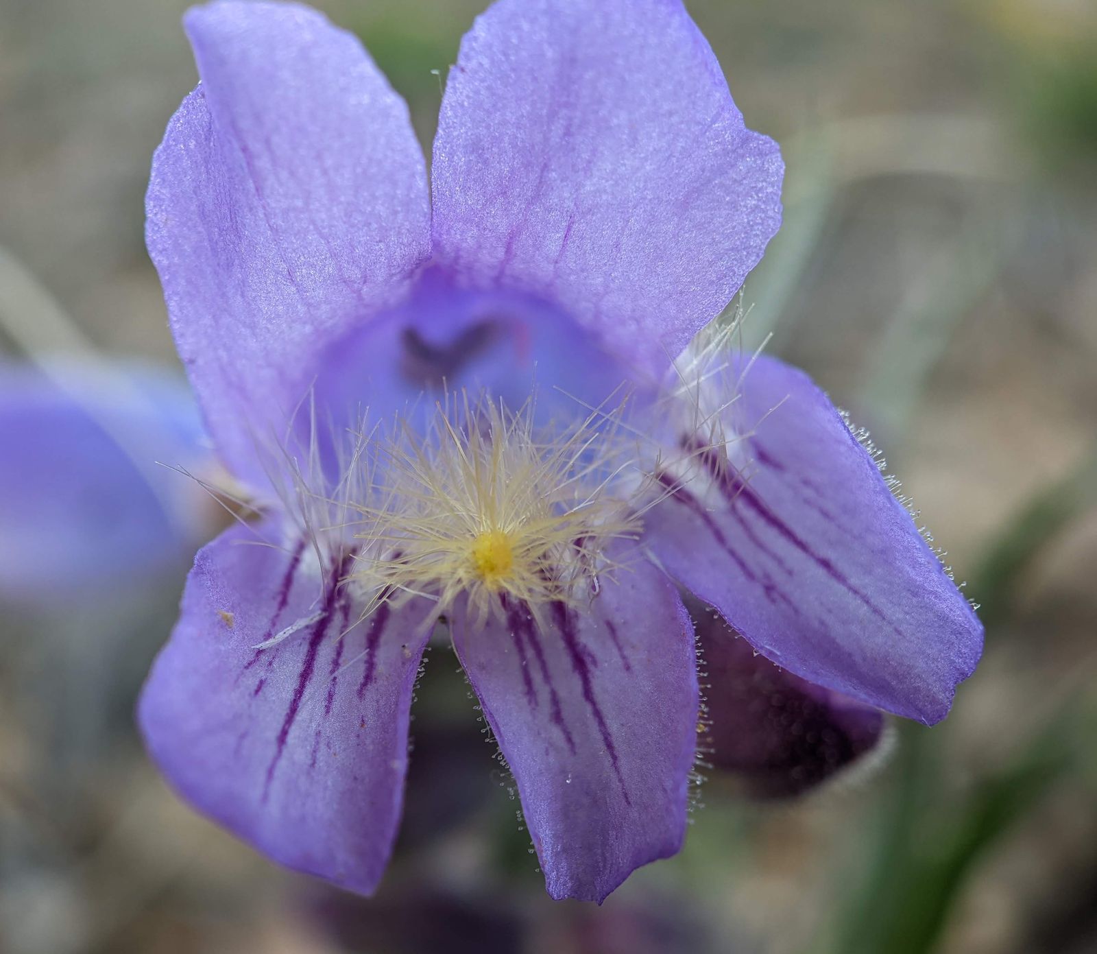 Life at plant speed: a close look at one hilltop - Wild With Nature