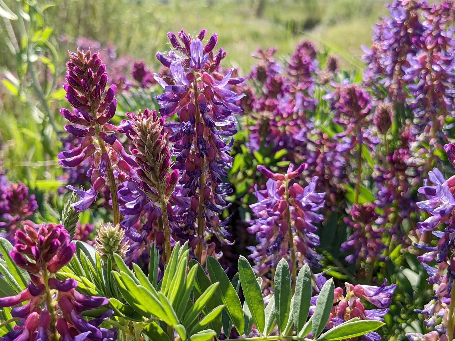 How to attract more bees: plant milkvetch - Wild With Nature