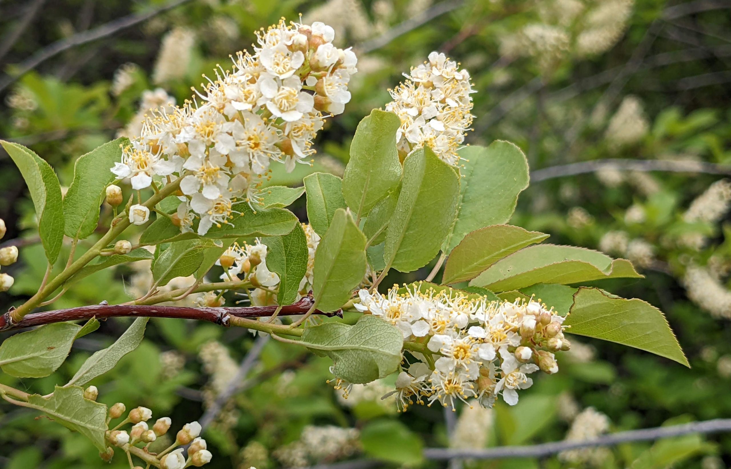 Lunch on the fly: a bird's-eye view of chokecherries - Wild With Nature