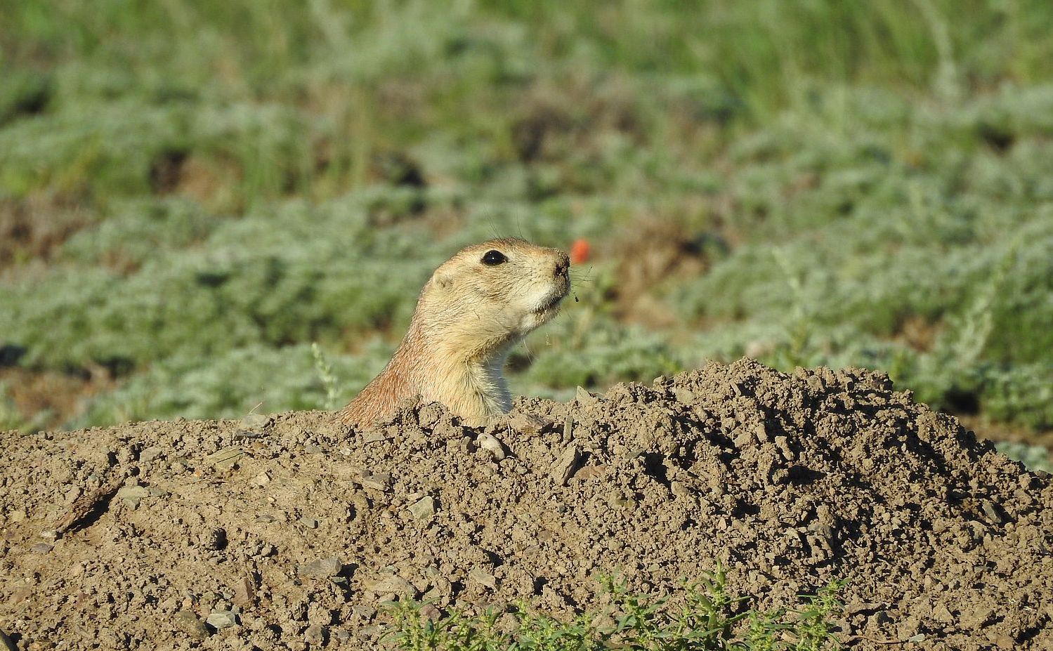 Building trust with prairie dogs - Wild With Nature