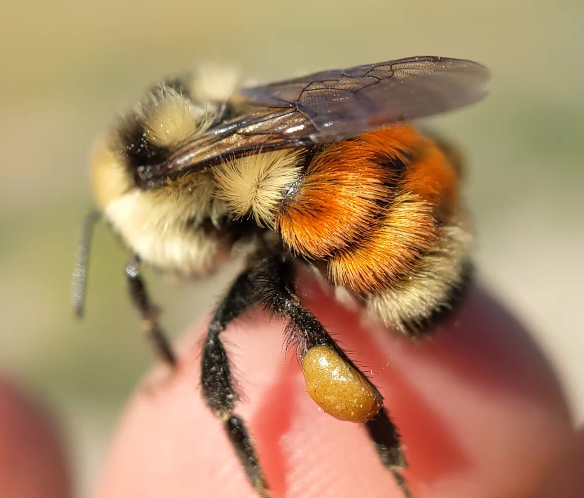 Bumblebees of Helena: getting to know our fuzzy neighbors