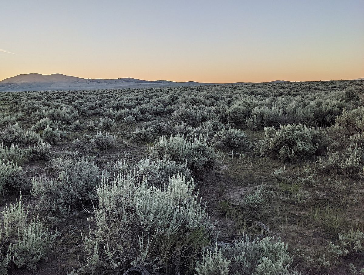 Full of life: a morning in the sagebrush - Wild With Nature