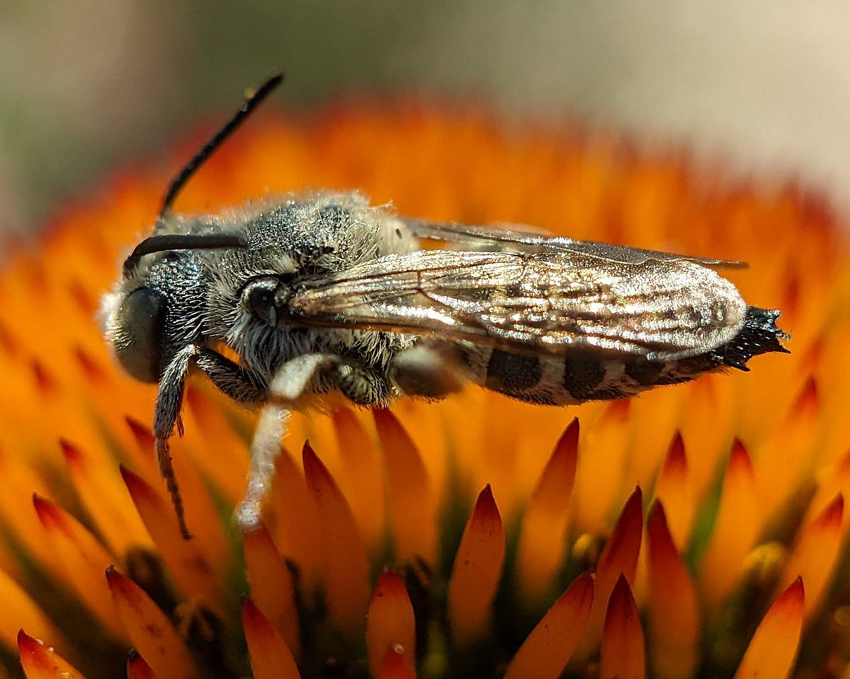 Five late-summer wildflowers and the complex world of their bees