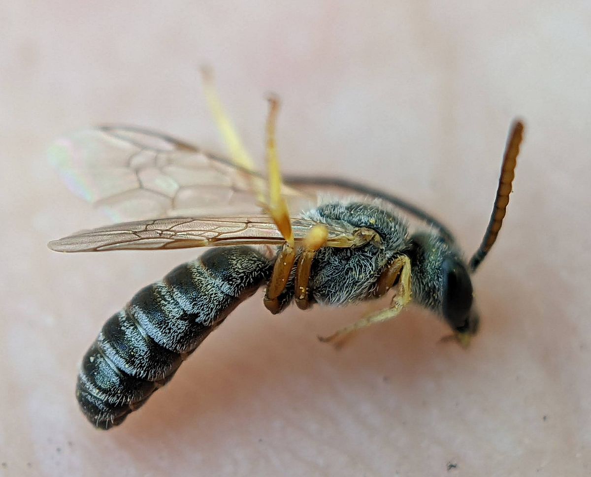 Five late-summer wildflowers and the complex world of their bees
