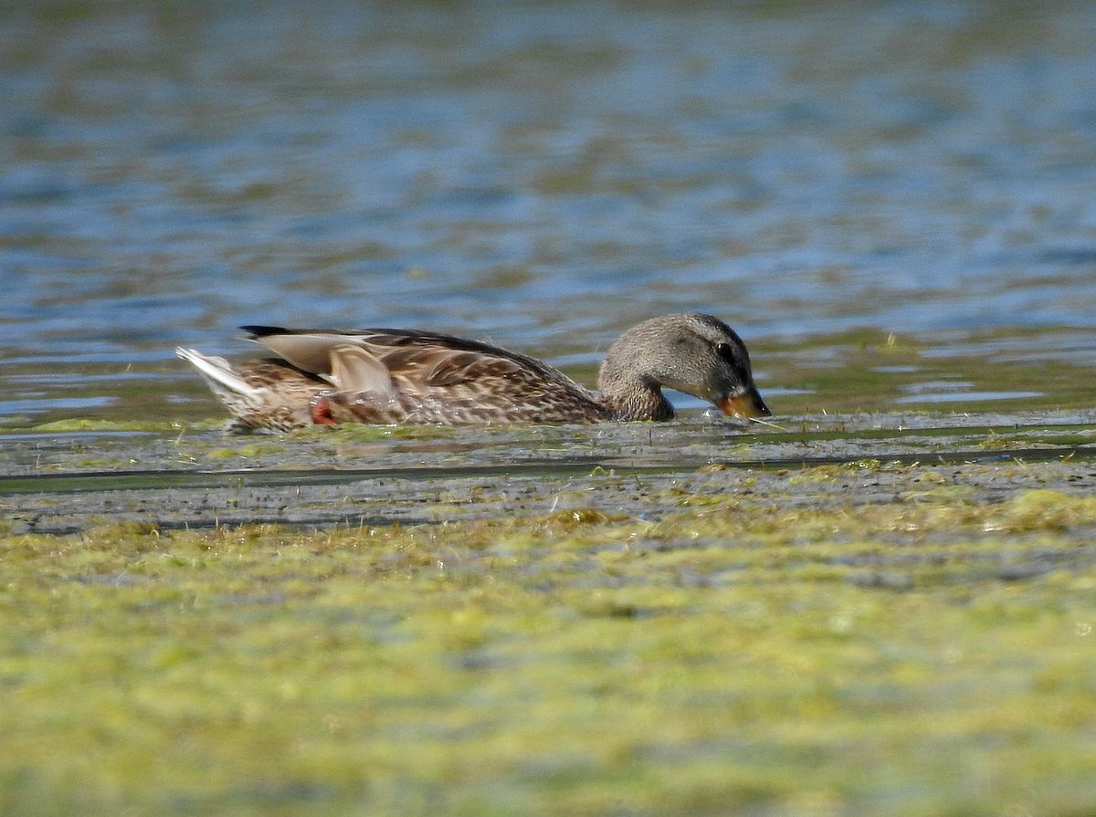 Spokane Bay: mats of algae and hints of migration