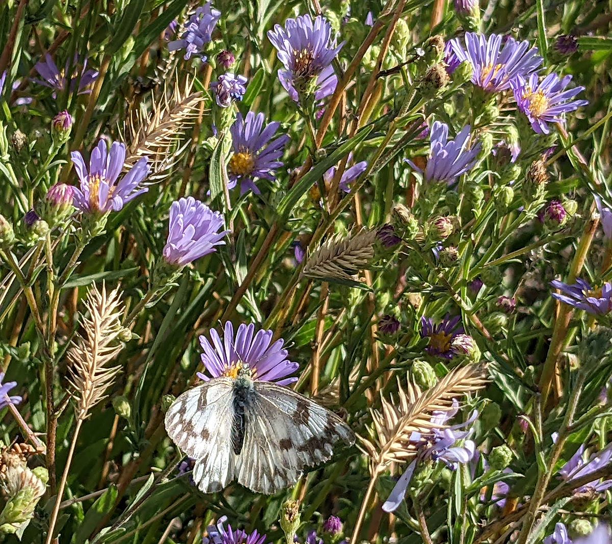 Getting to know western aster (Symphyotrichum ascendens)