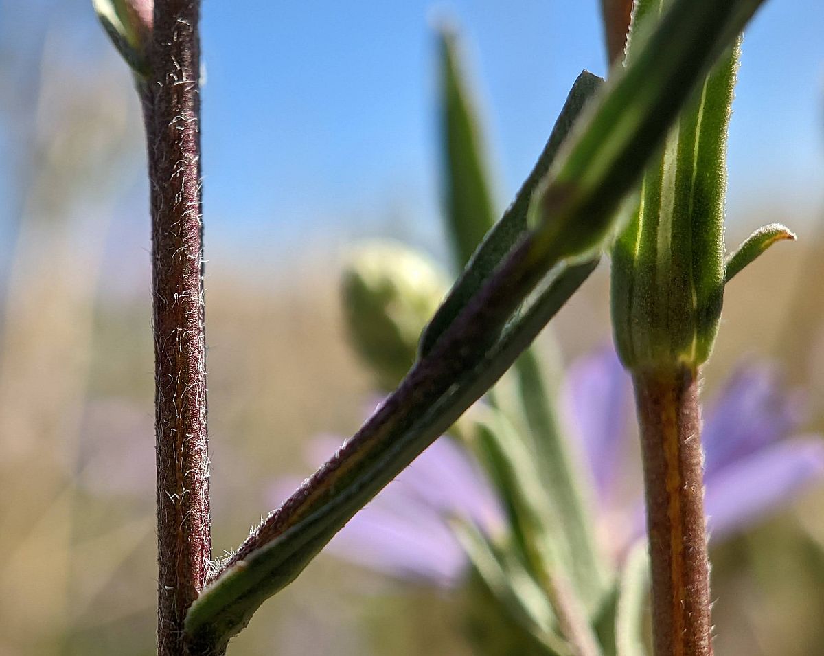 Getting to know western aster (Symphyotrichum ascendens)