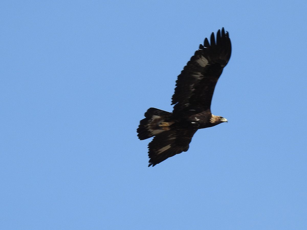 Stories to watch for: Helena's fall and winter birds