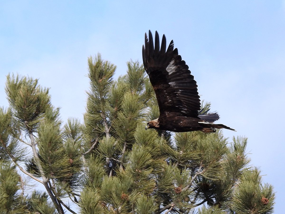 Stories to watch for: Helena's fall and winter birds
