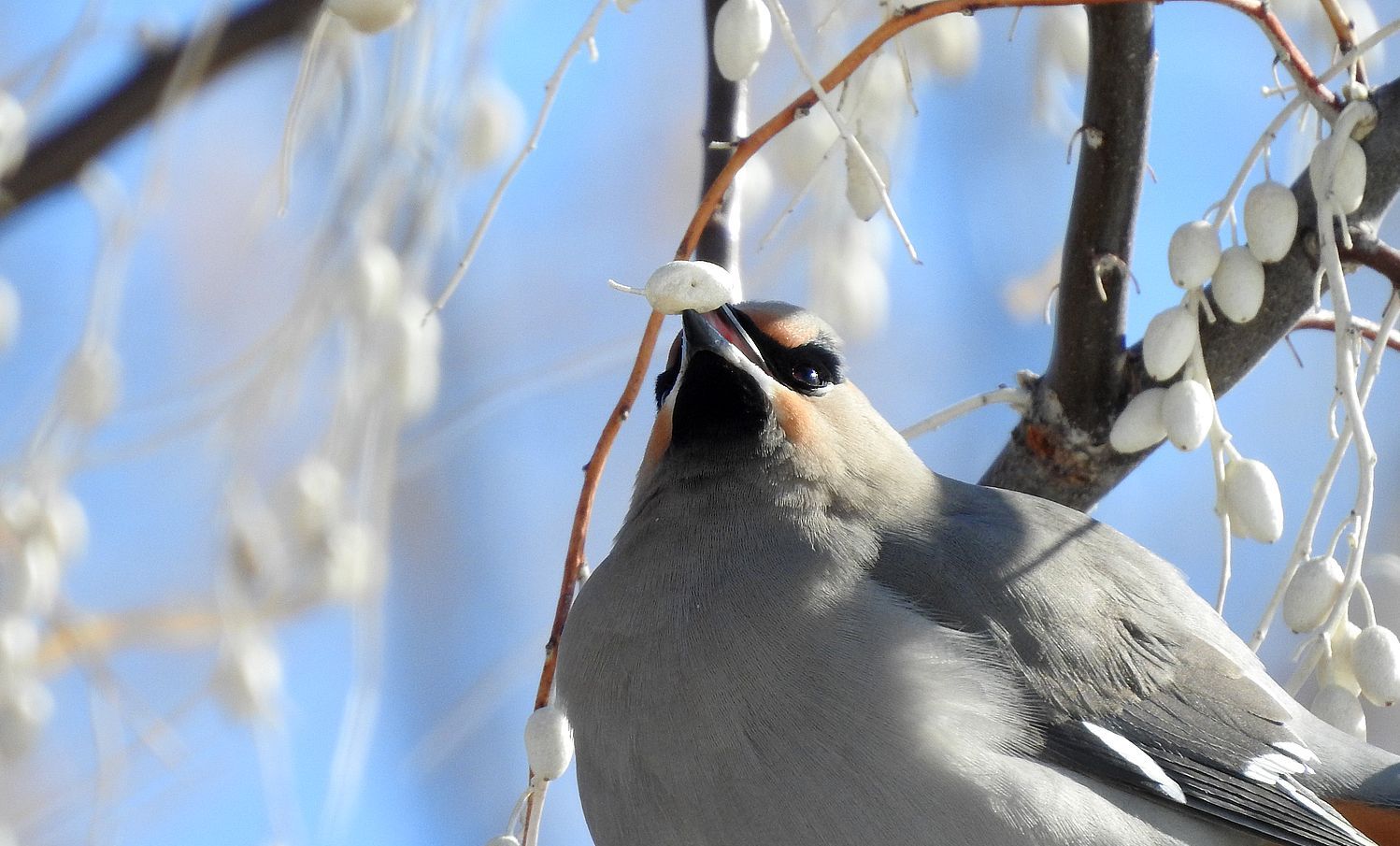Stories to watch for: Helena's fall and winter birds