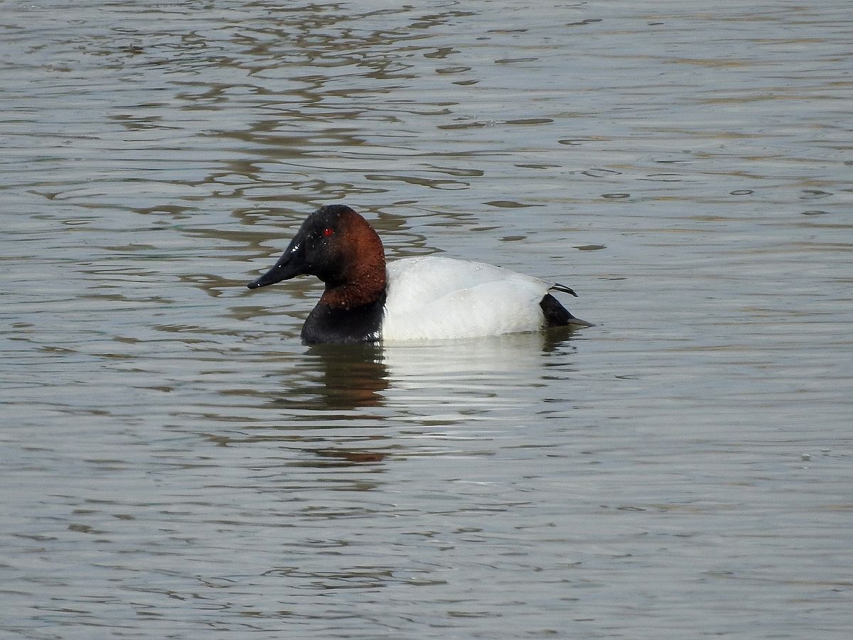 El Lago Helena y sus patos increíbles - Wild With Nature