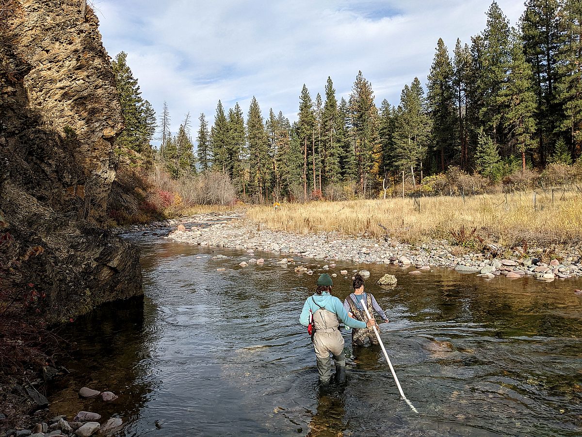 Hope for a dammed stream: watching Rattlesnake Creek change