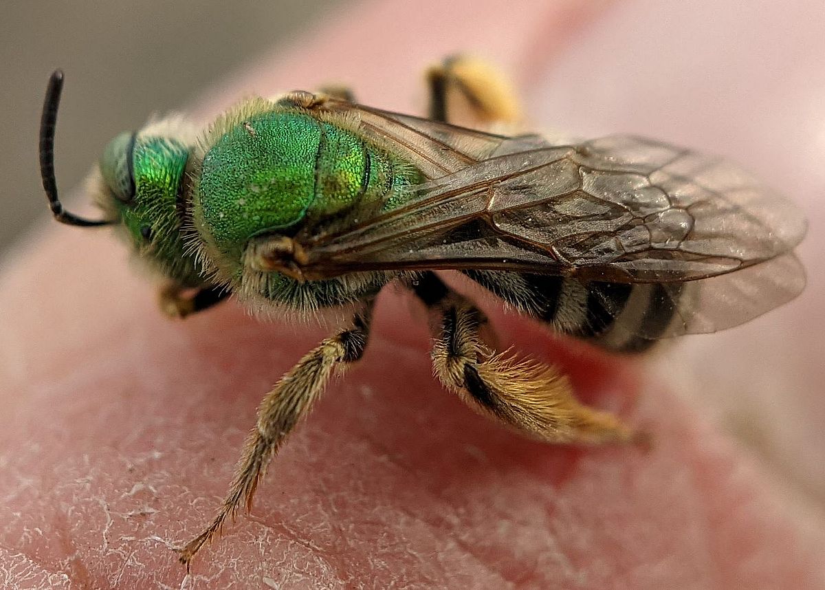 Bizarre and vibrant: getting to know Montana's cuckoo wasps