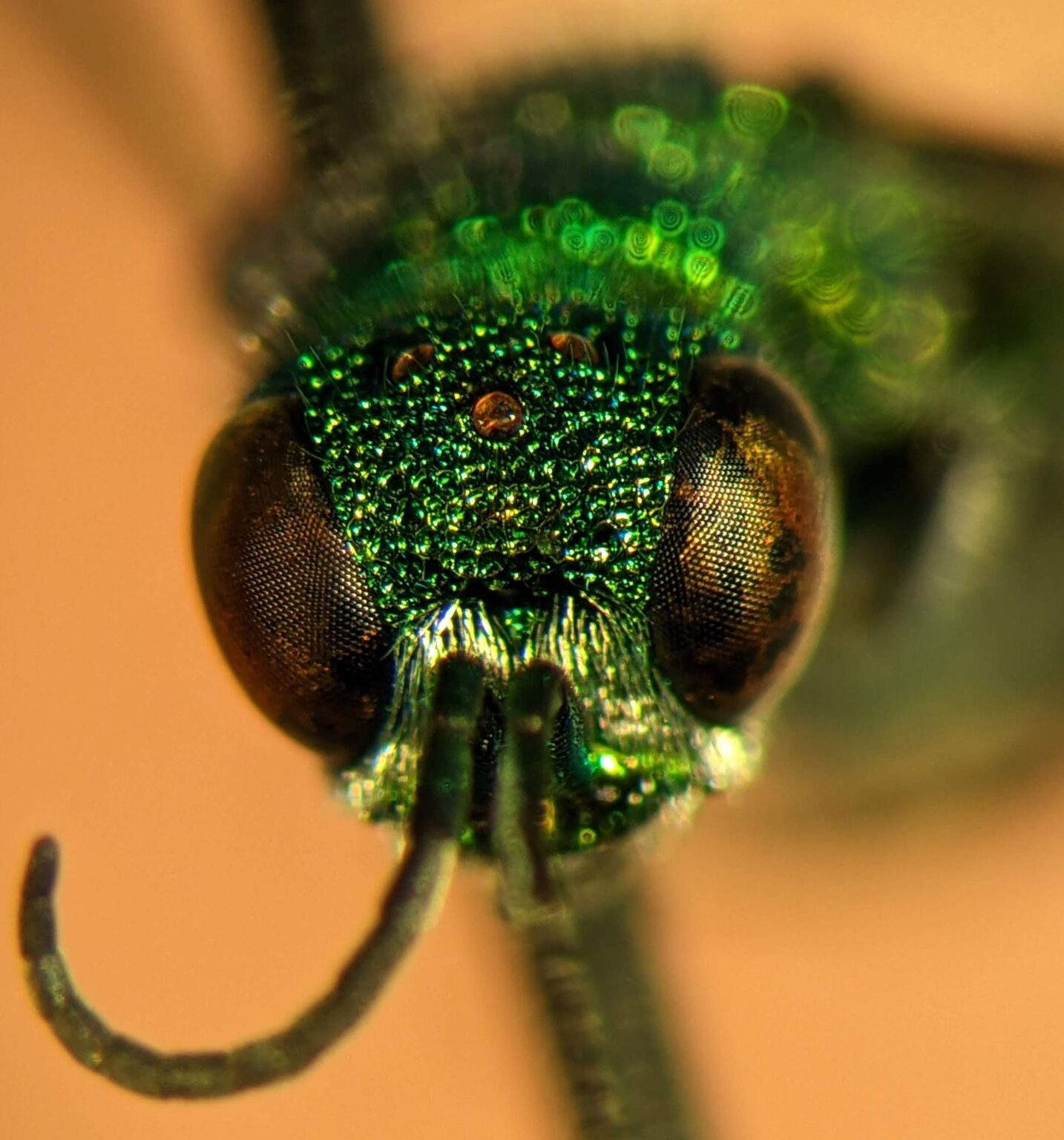 Bizarre and vibrant: getting to know Montana's cuckoo wasps