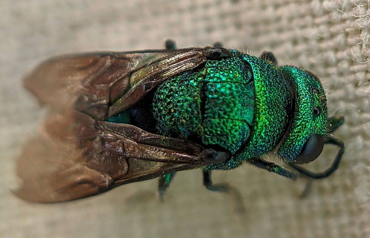 Bizarre and vibrant: getting to know Montana's cuckoo wasps