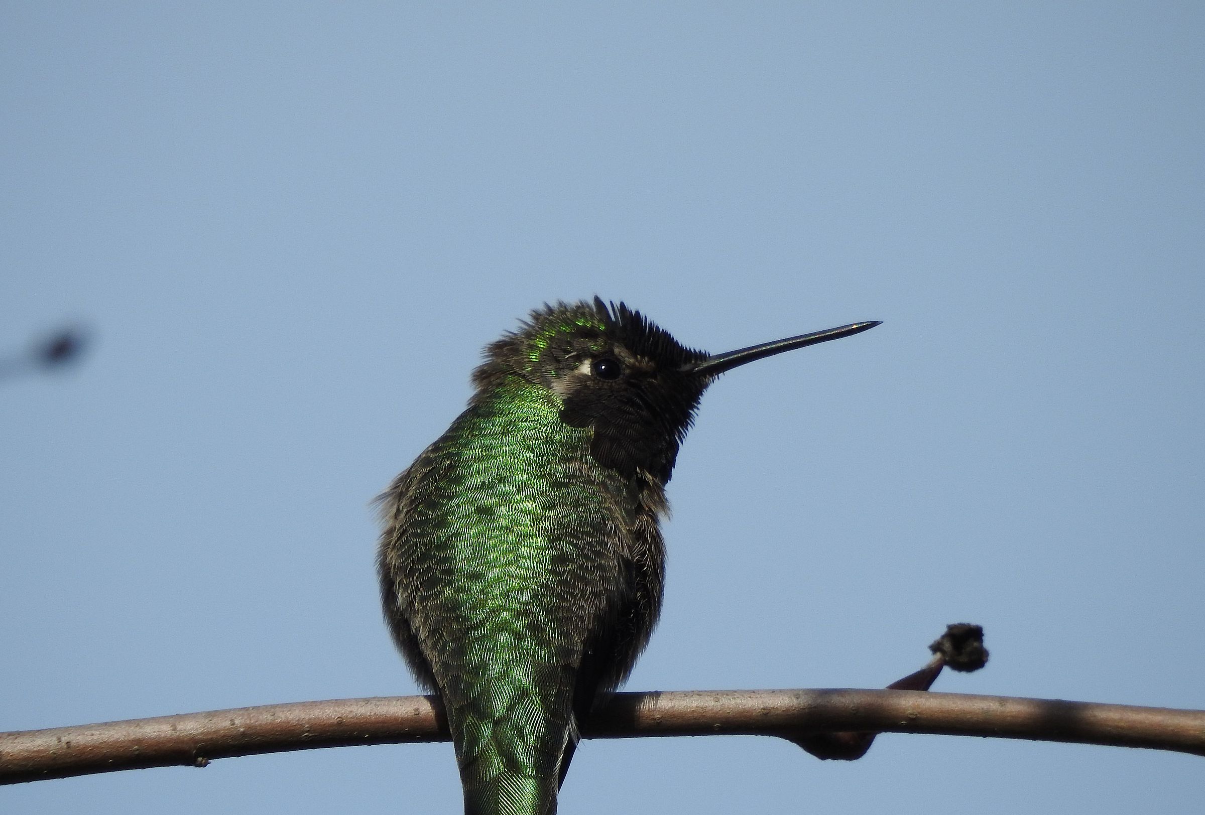 La primavera en Seattle y el misterio de un colibrí cabeza roja