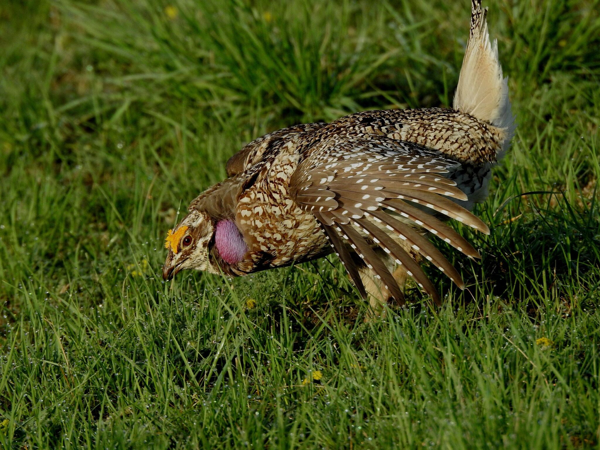 Unusual chickens: the dance of the sharp-tailed grouse