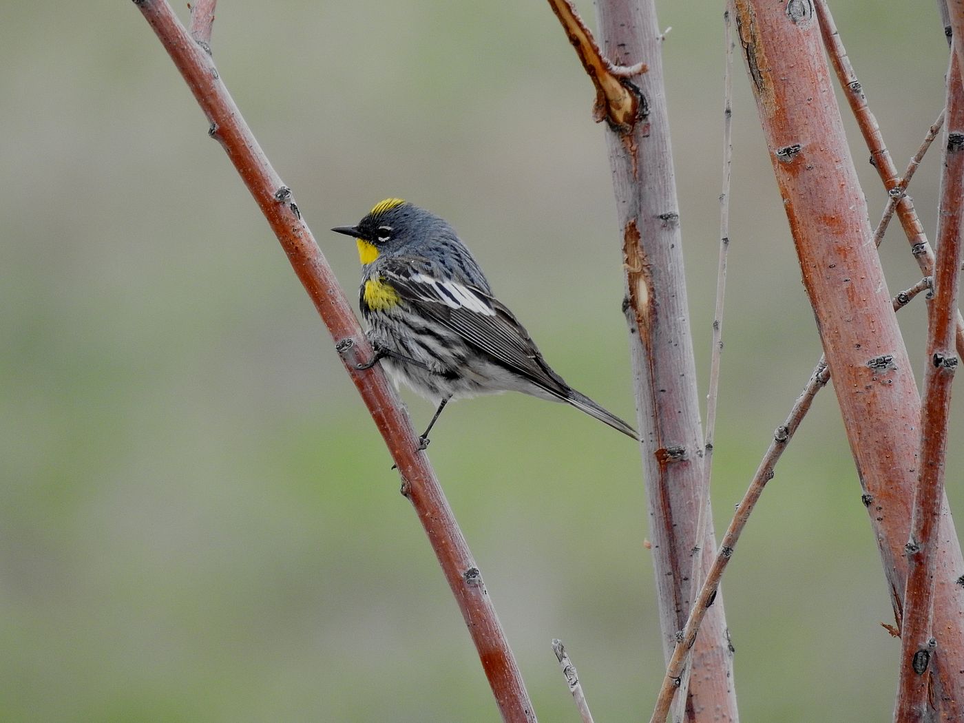 Yellow-rumped Wanderers: a special feature about yellow-rumped warblers