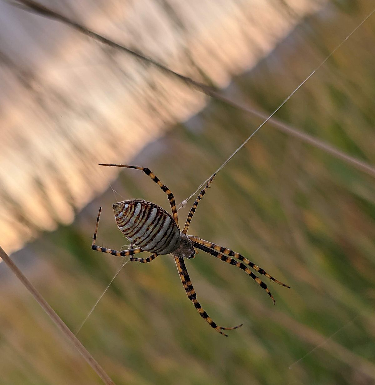 Getting to know Washington's spiders - Wild With Nature