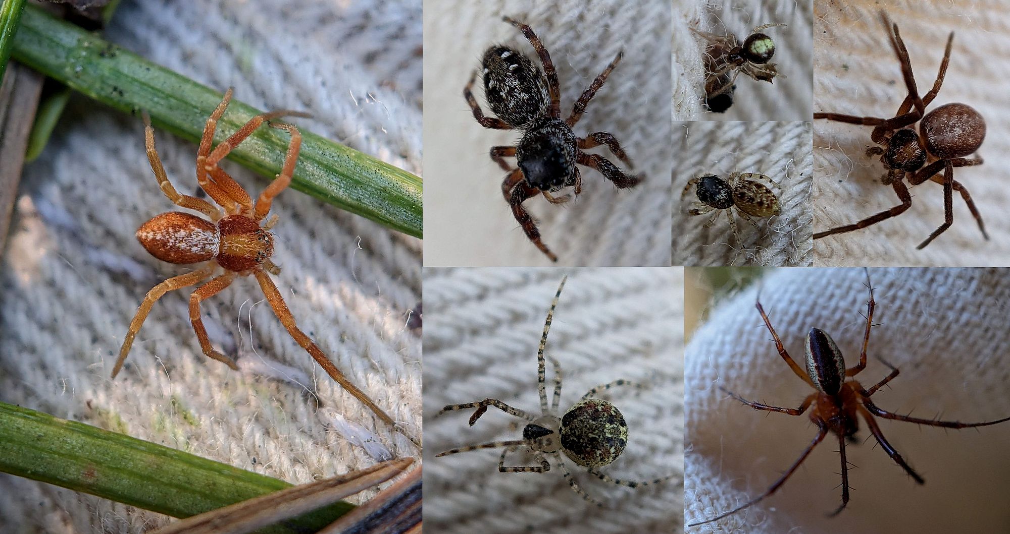 Getting to know Washington's spiders - Wild With Nature