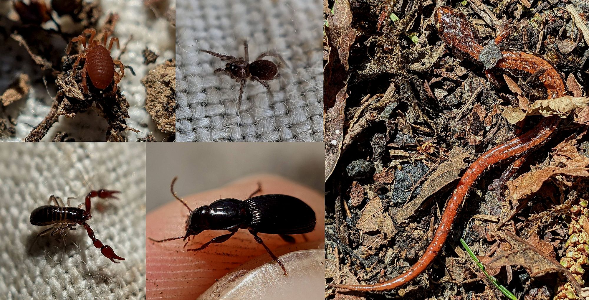 Getting to know Washington's spiders - Wild With Nature