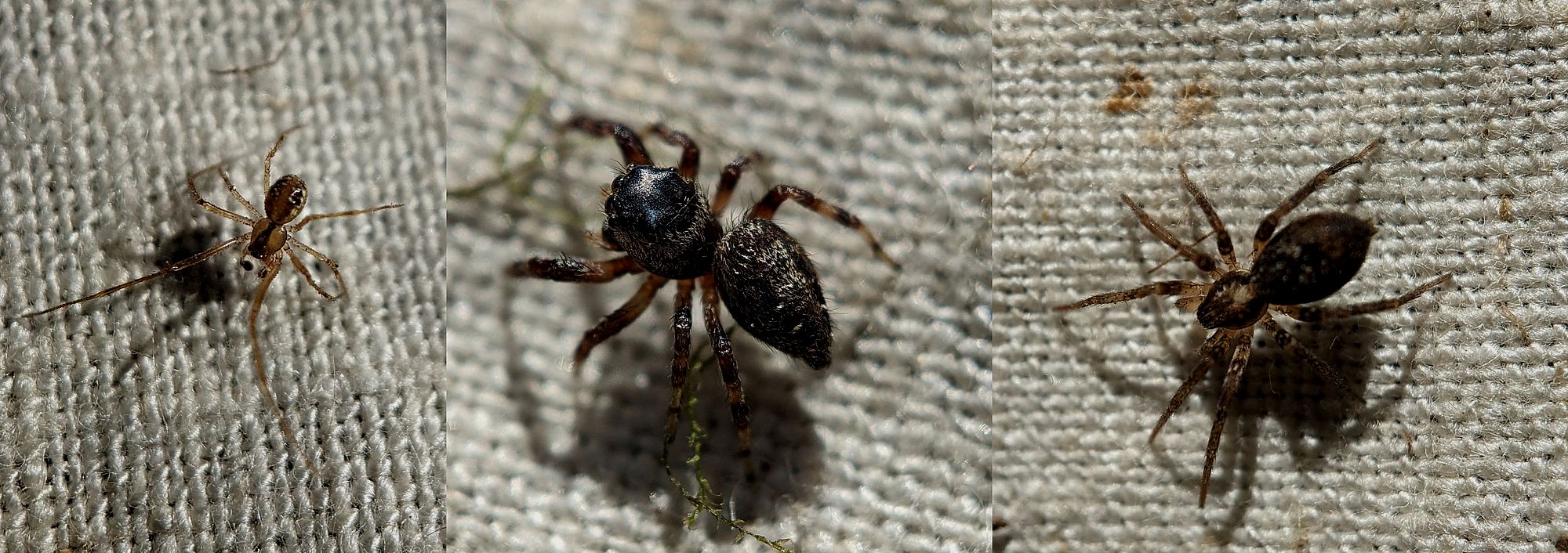 Getting to know Washington's spiders - Wild With Nature