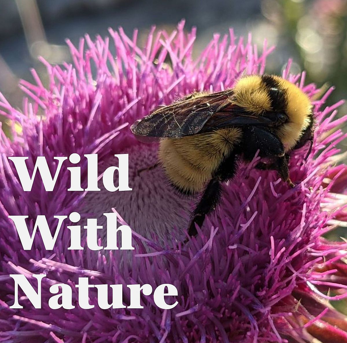 The best nature-focused websites - Wild With Nature